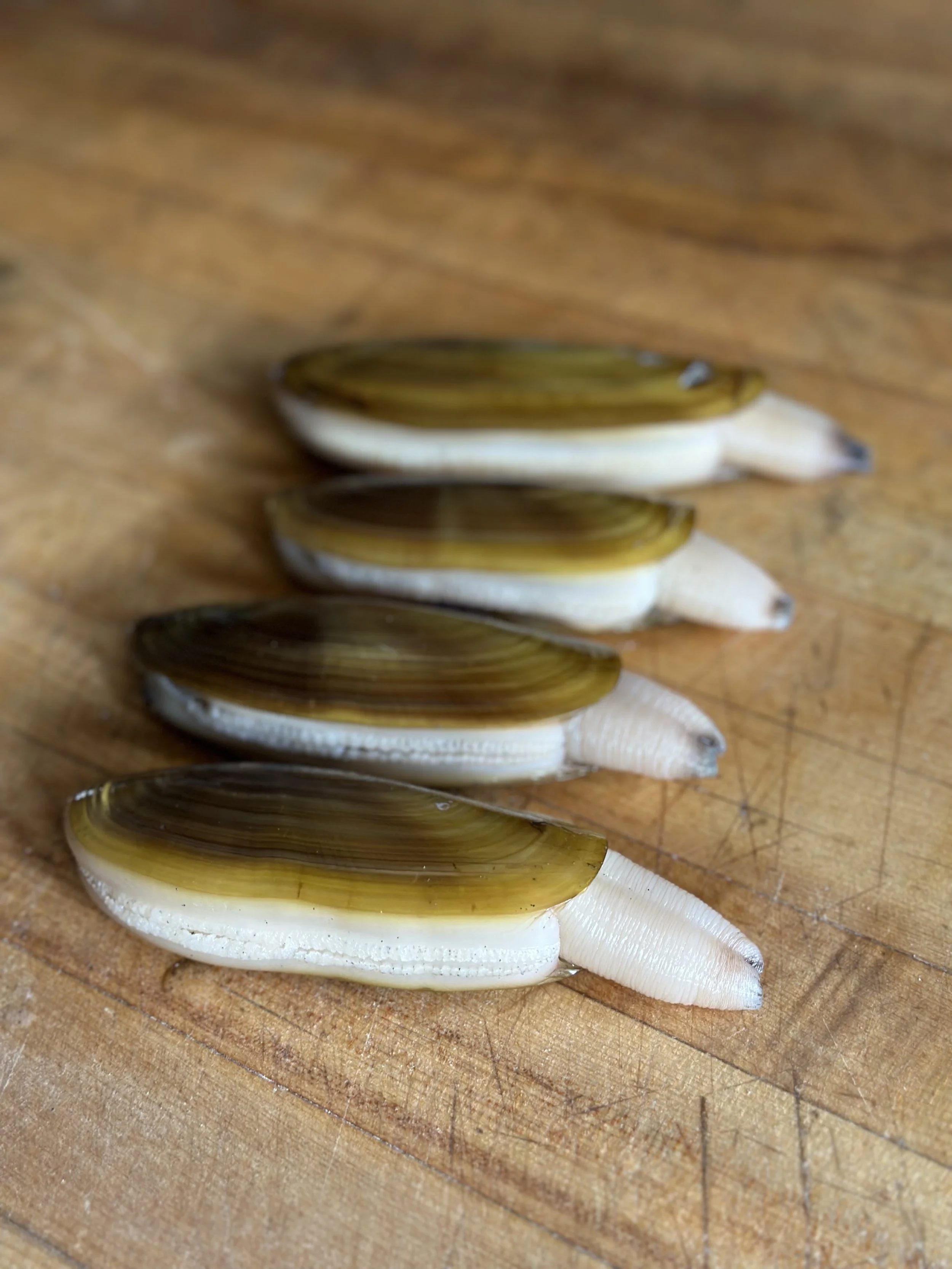 Coastal Education — Shifting Tides