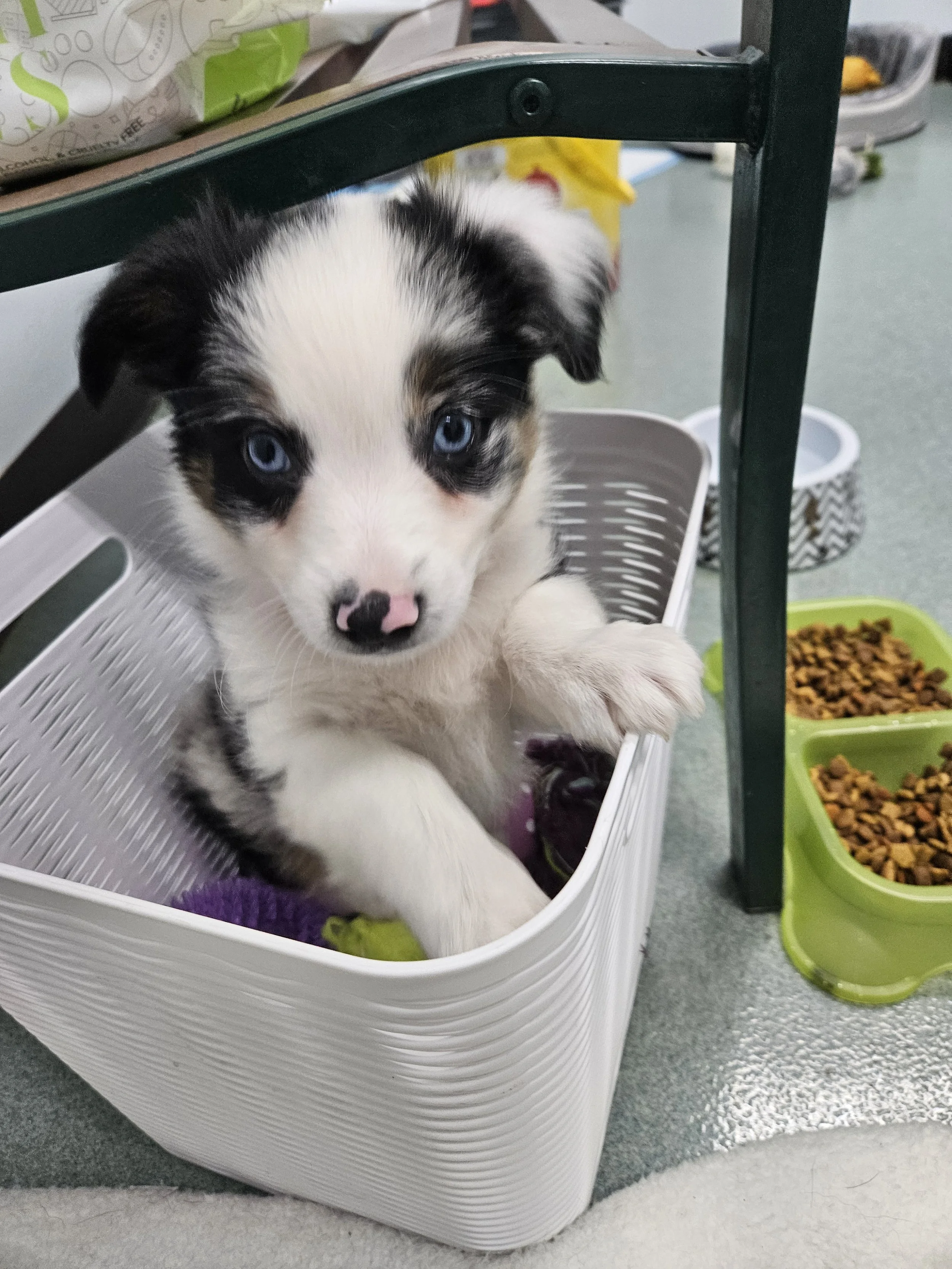 Scruffy Tails Humane Society