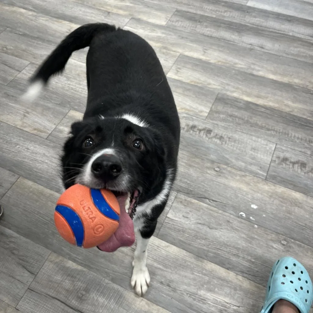 Scruffy Tails Humane Society