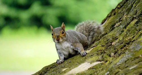 How Do You Know You Need Squirrel Removal Services? Key Signs and ...