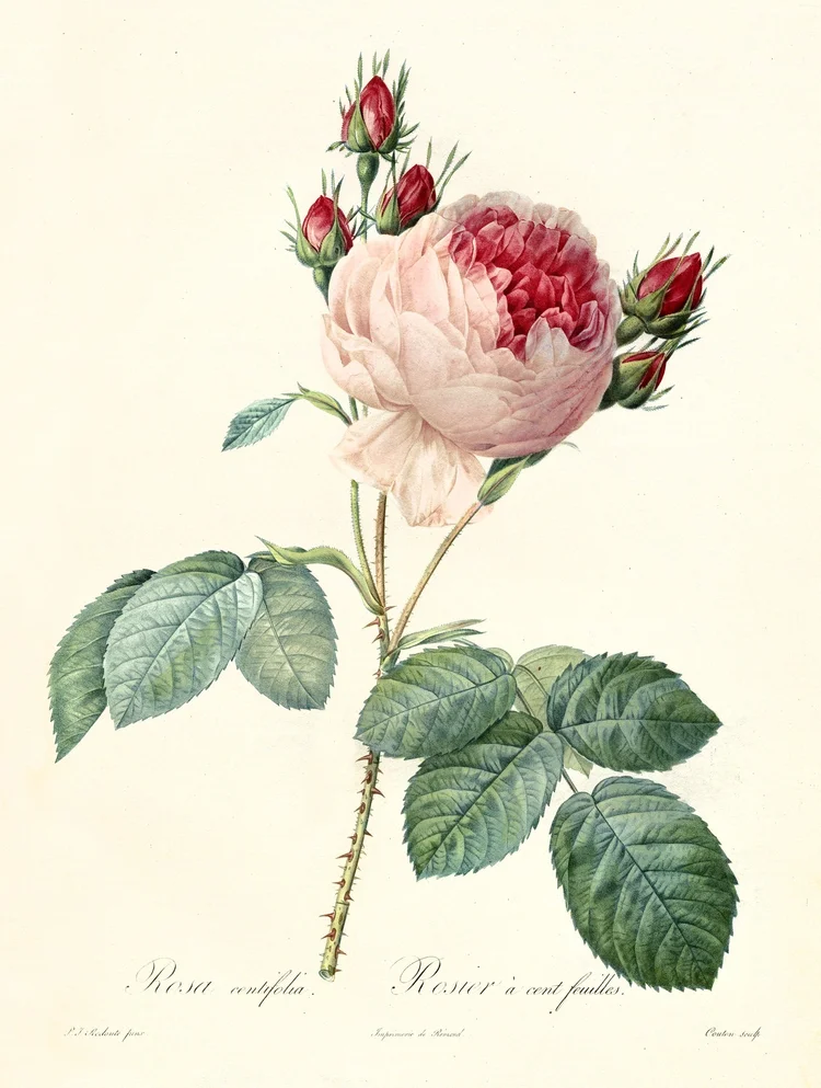 5 Ways to Incorporate Vintage Botanical Art into Your Interior Design