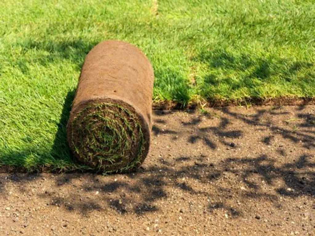 Choosing Professional Sod Installation for a Beautiful, Lush Lawn