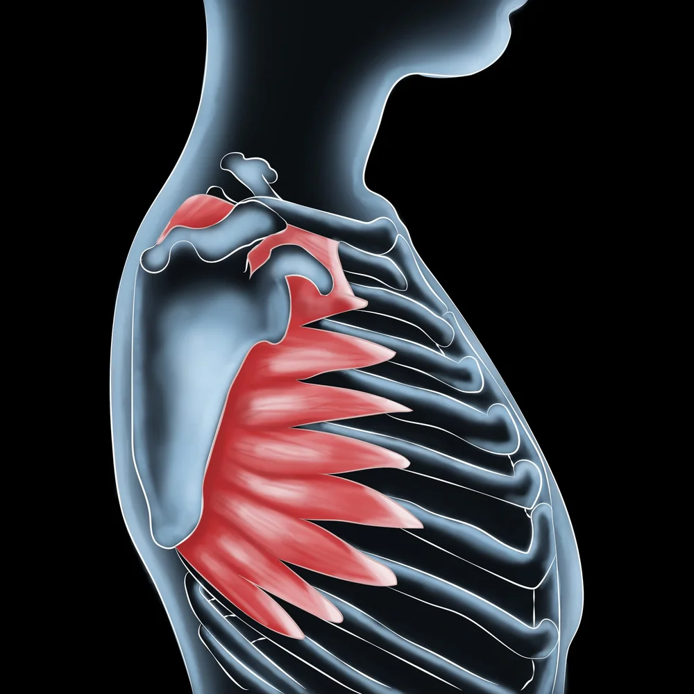 (#6) Serratus Anterior Rehab Exercises — Burleigh Waters Osteopathy ...