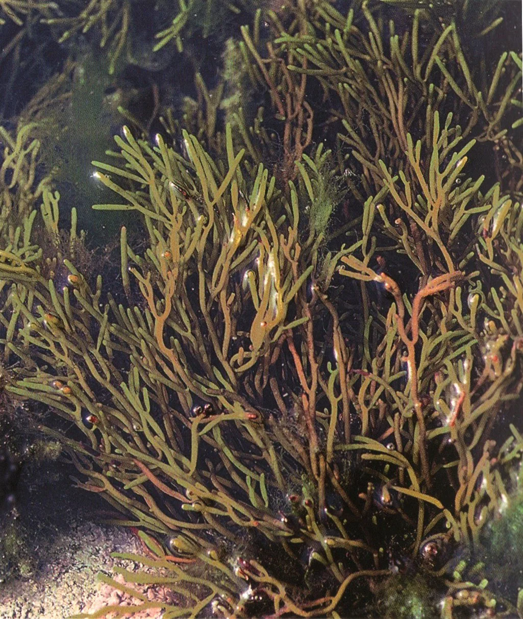ALG Bifurcaria — Algalphabet