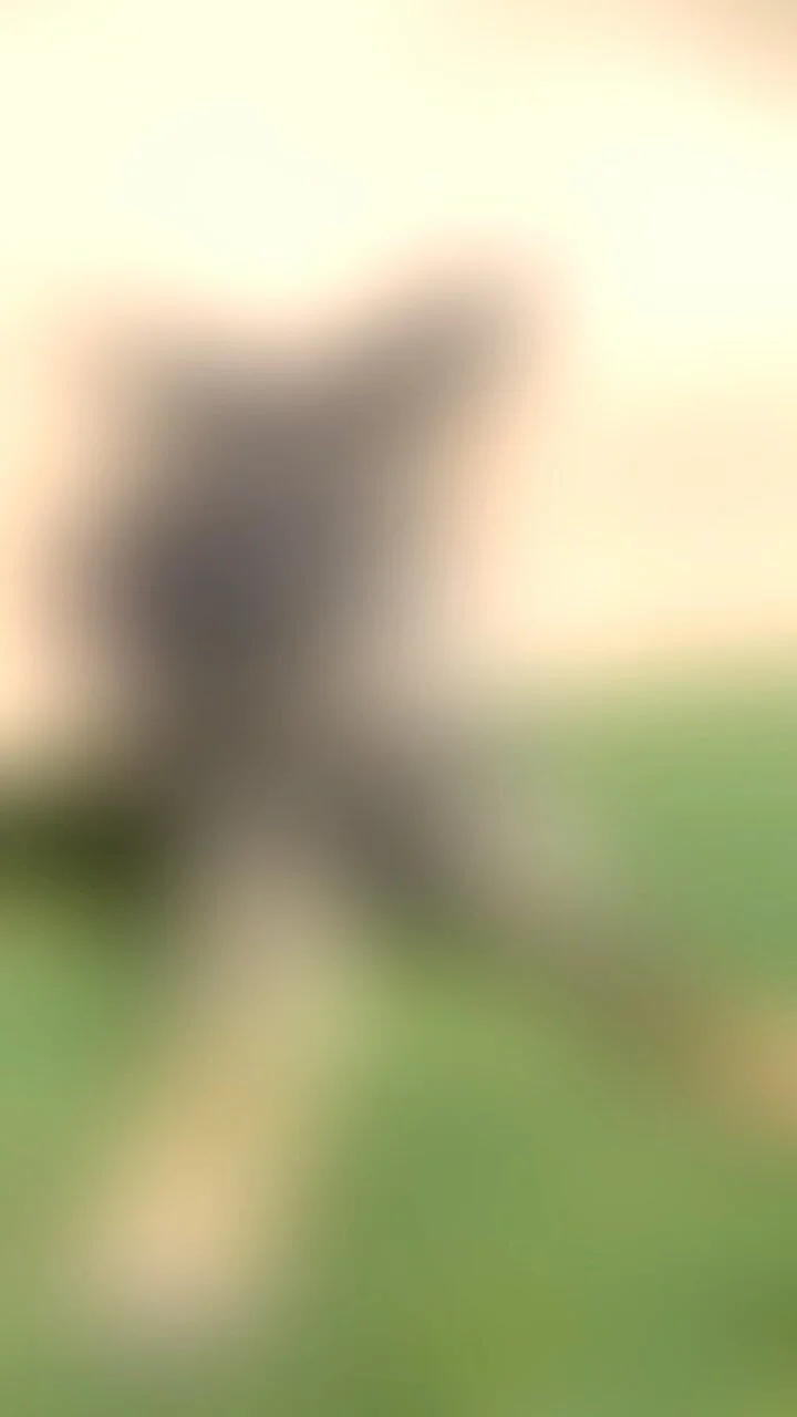 Ventura County Sheriff's K9 Foundation