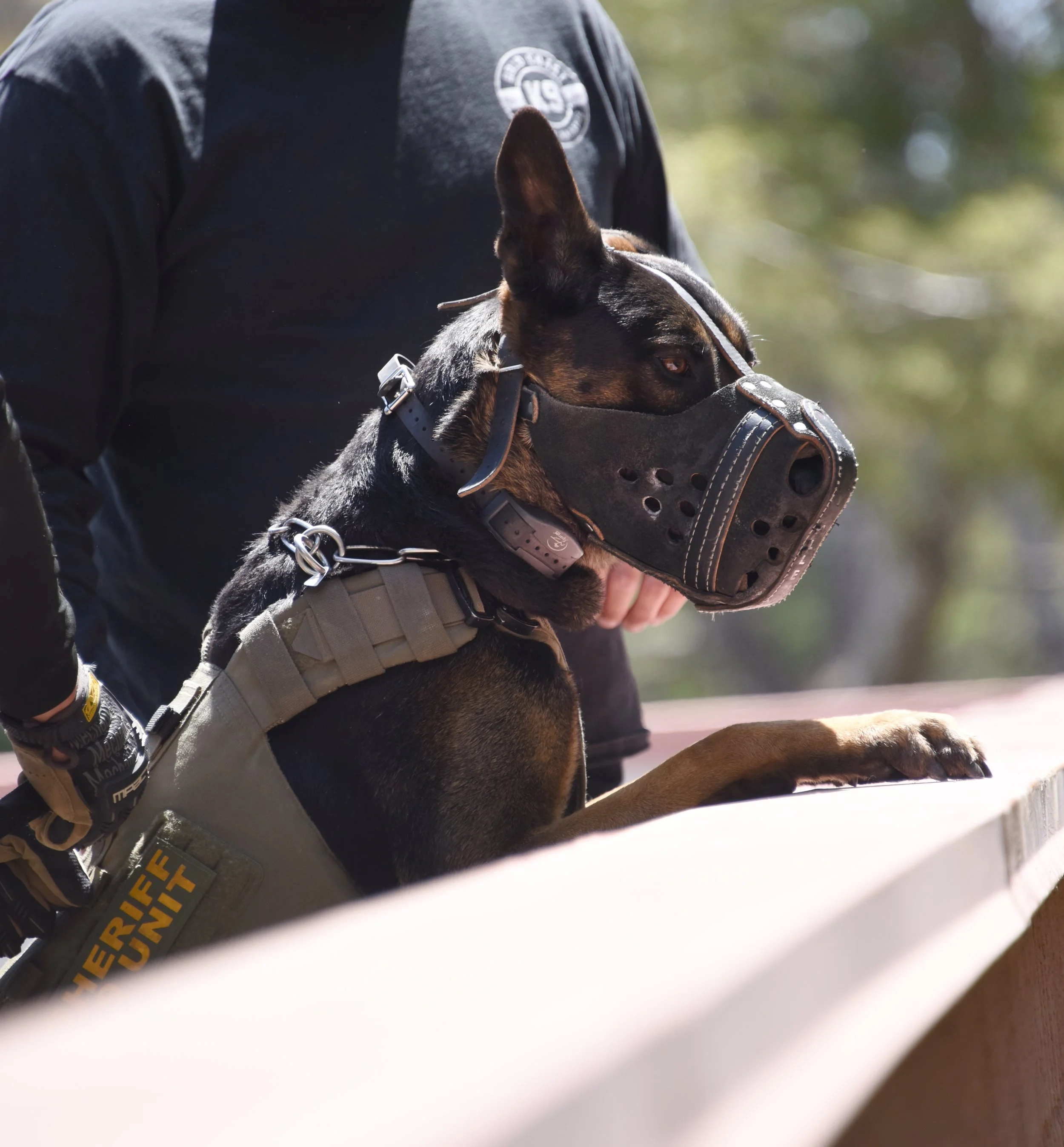 About K-9's — Ventura County Sheriff's K9 Foundation