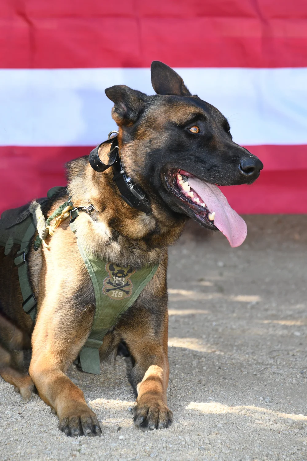 Ventura County Sheriff's K9 Foundation