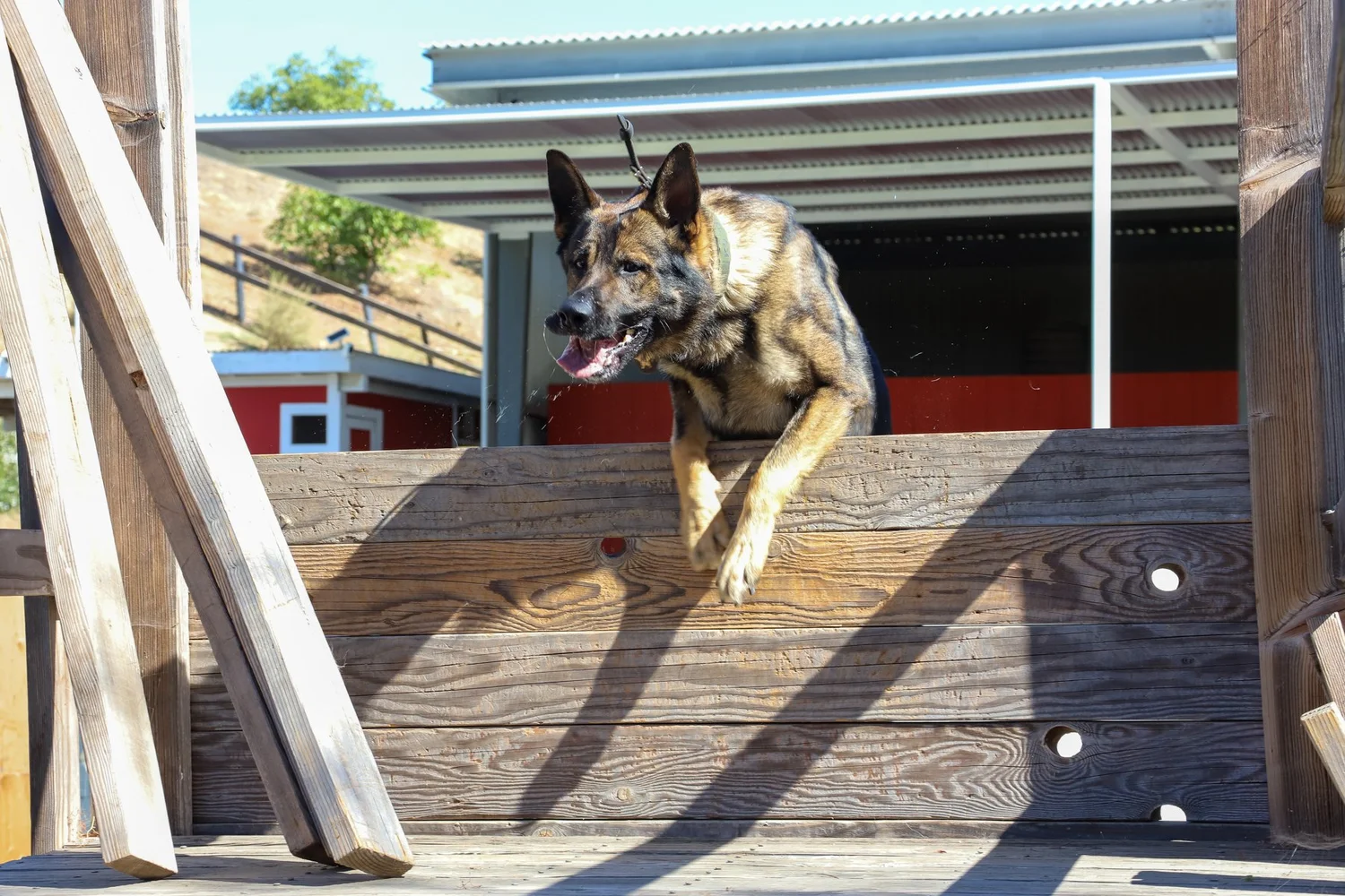 About K-9's — Ventura County Sheriff's K9 Foundation