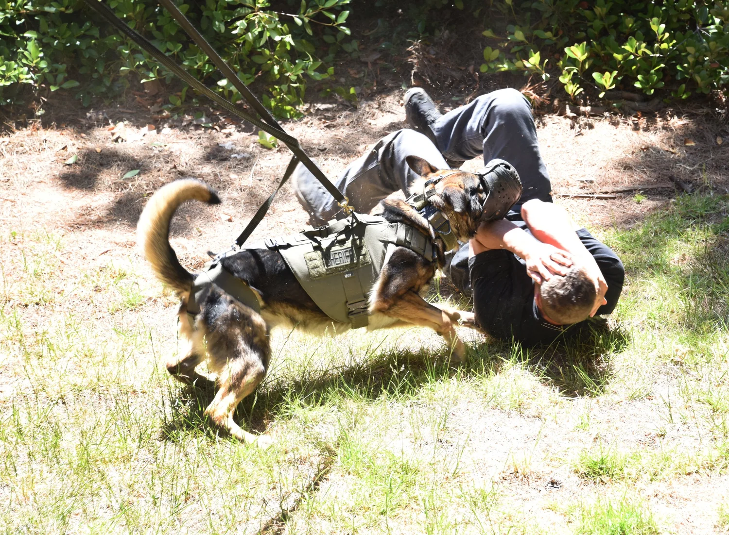About K-9's — Ventura County Sheriff's K9 Foundation