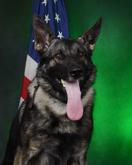 Our Dogs — Ventura County Sheriff's K9 Foundation