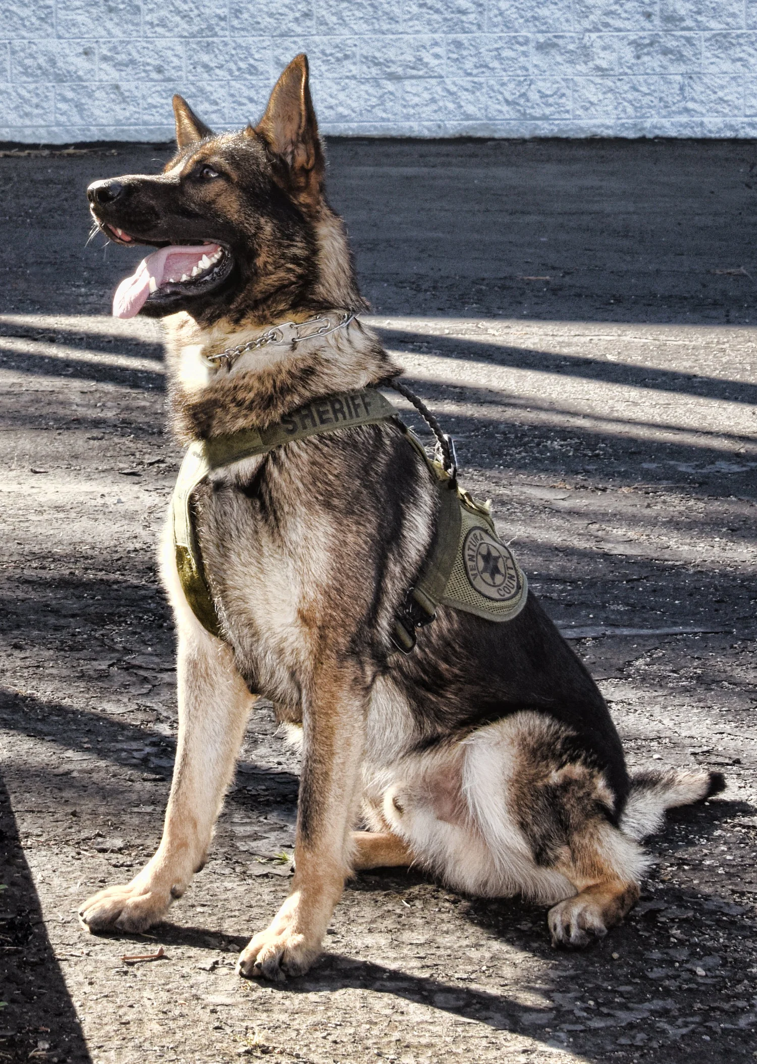 About K-9's — Ventura County Sheriff's K9 Foundation