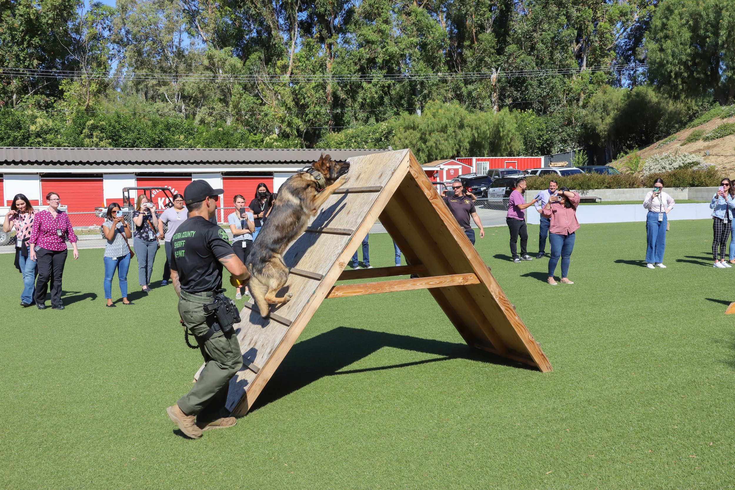 About K-9's — Ventura County Sheriff's K9 Foundation