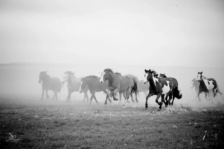 THE LAND — Rodeo Dunes