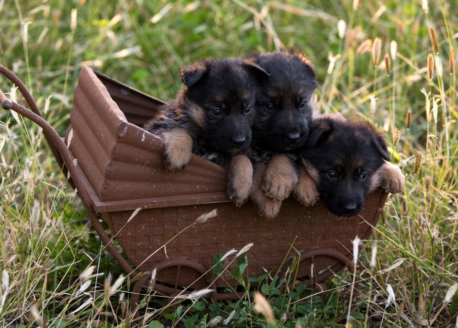 German Shepherd Puppies From Birth To 1 Year | Nadelhaus German Shepherds™