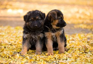 German Shepherd Puppies From Birth To 1 Year | Nadelhaus German Shepherds™