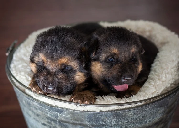 German Shepherd Puppies From Birth To 1 Year | Nadelhaus German Shepherds™