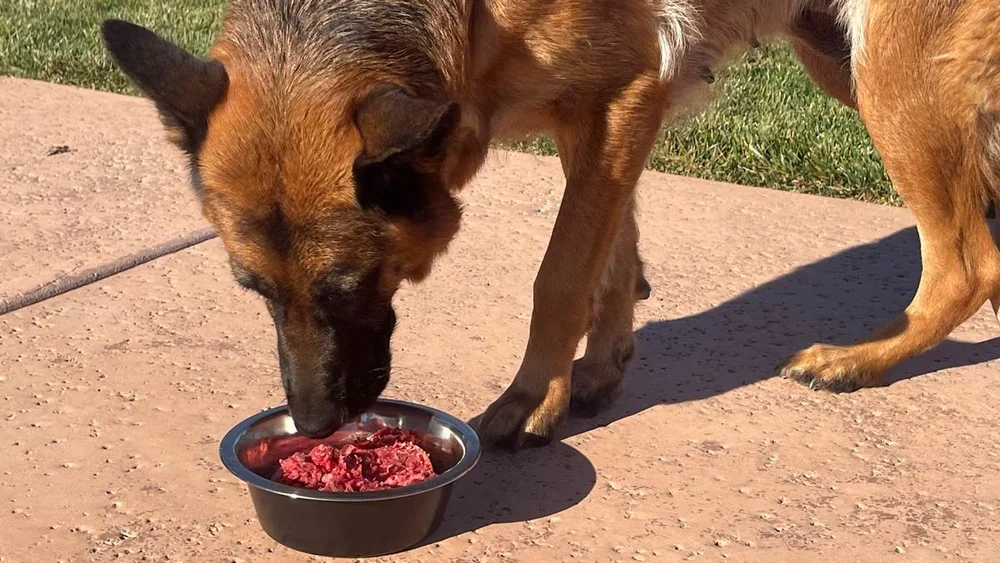 A Breeder's Guide to Raw Food for German Shepherds - Updated March 2024 ...