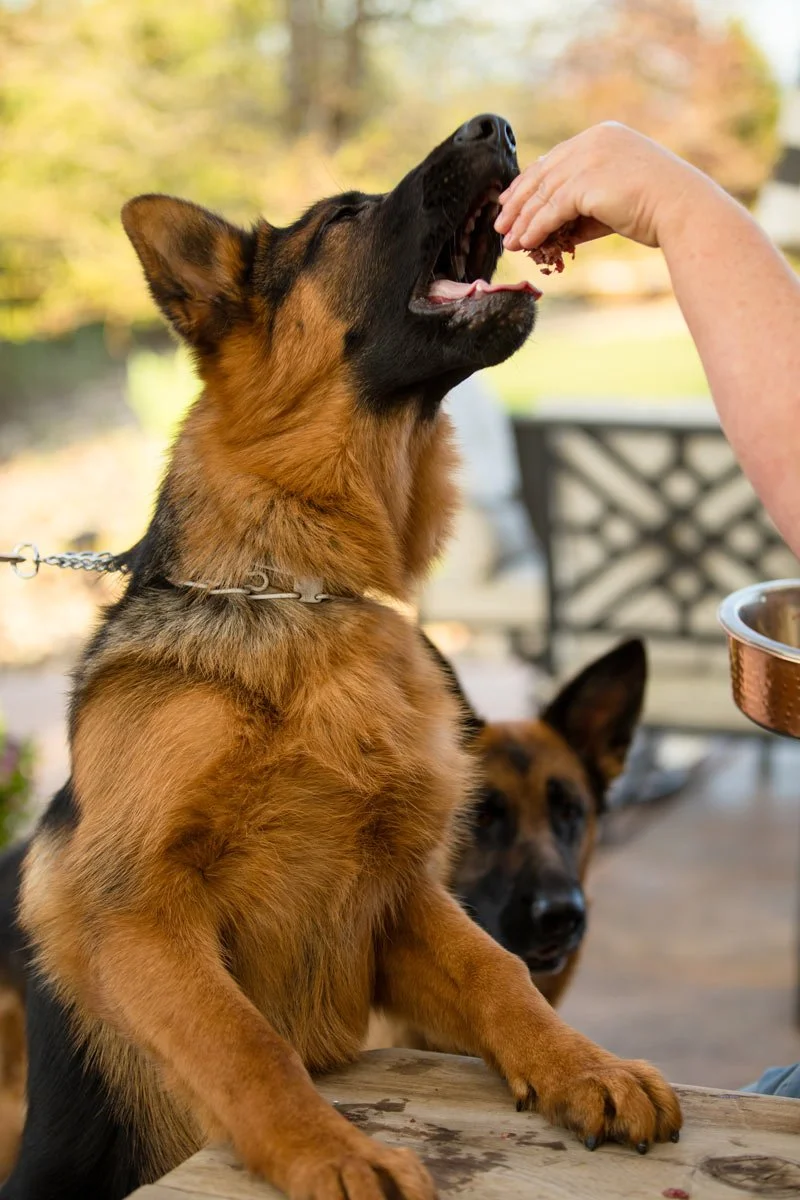 Buy Raw Dog Food, Leashes, Prongs, & Accessories | Nadelhaus German ...