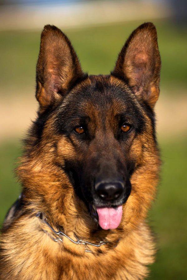 Our Female Dogs | Nadelhaus German Shepherds | Nadelhaus German Shepherds