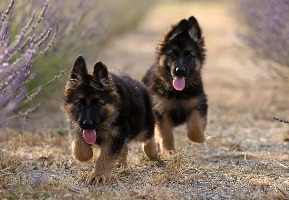 German Shepherd Puppies From Birth To 1 Year | Nadelhaus German Shepherds™