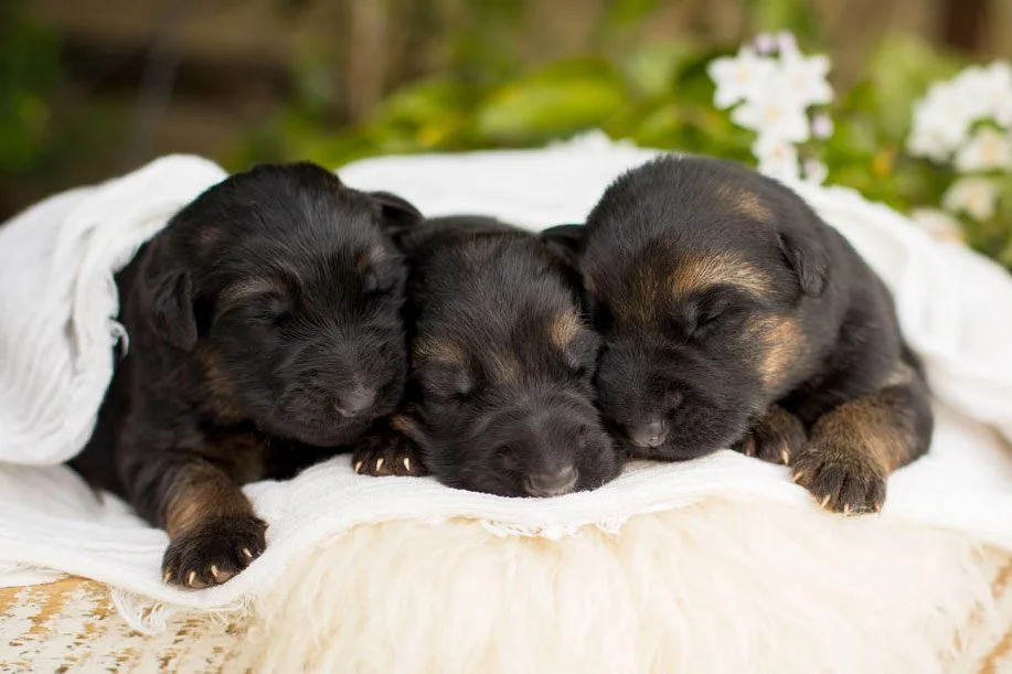 German Shepherd Puppies From Birth To 1 Year | Nadelhaus German Shepherds™
