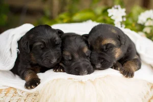 German Shepherd Puppies From Birth To 1 Year | Nadelhaus German Shepherds™