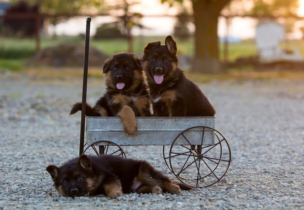 German Shepherd Puppies From Birth To 1 Year | Nadelhaus German Shepherds™