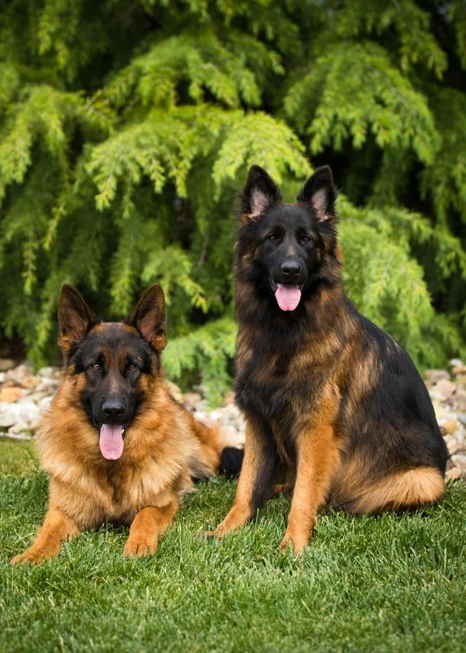 Adult German Shepherds For Sale | Nadelhaus | Nadelhaus German Shepherds™