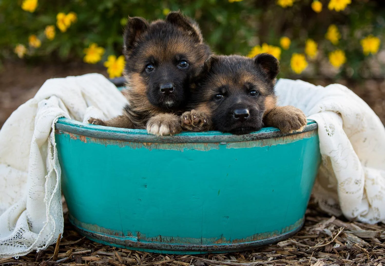 German Shepherd Puppies From Birth To 1 Year | Nadelhaus German Shepherds™