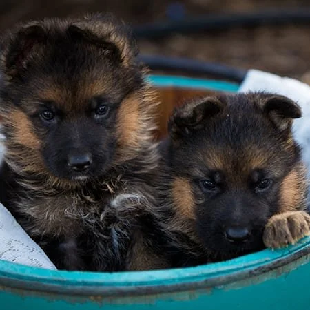 What To Expect With Your New German Shepherd Puppy | Nadelhaus ...