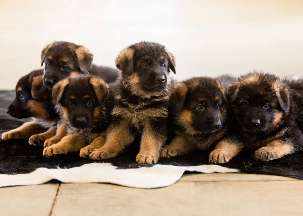 German Shepherd Puppies From Birth To 1 Year | Nadelhaus German Shepherds™
