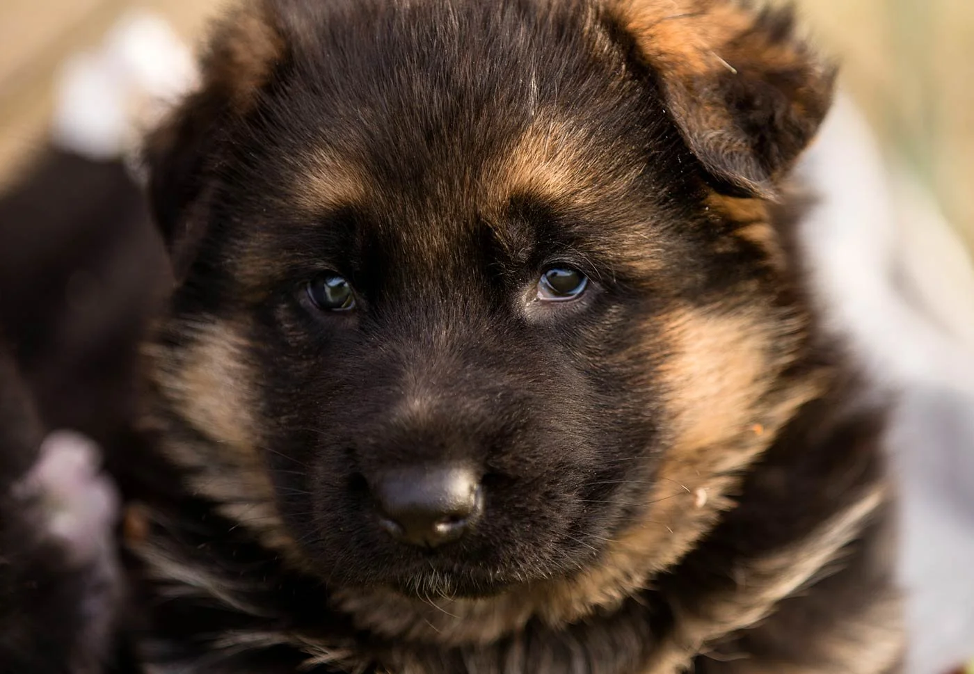 German Shepherd Puppies From Birth To 1 Year | Nadelhaus German Shepherds™