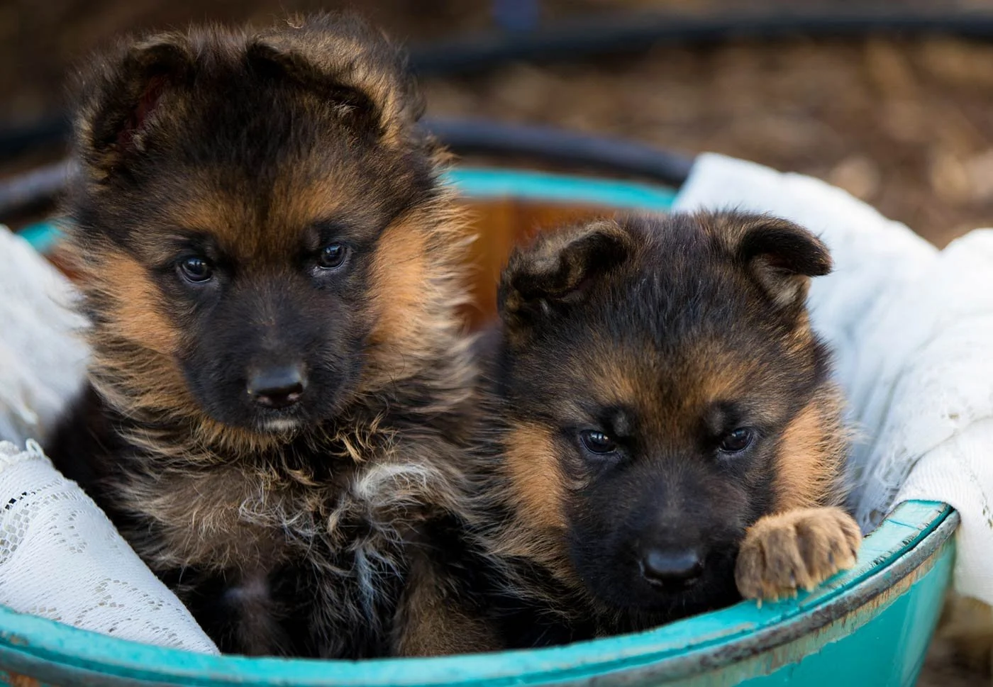 German Shepherd Puppies From Birth To 1 Year | Nadelhaus German Shepherds™