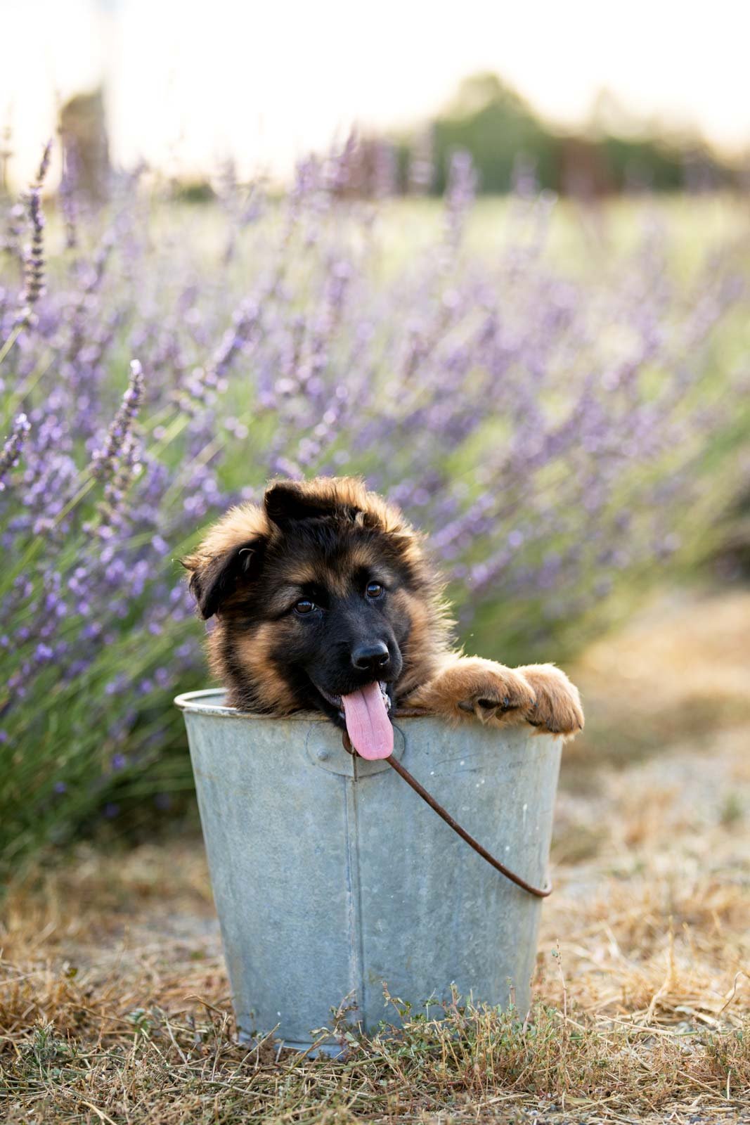 Nadelhaus German Shepherds
