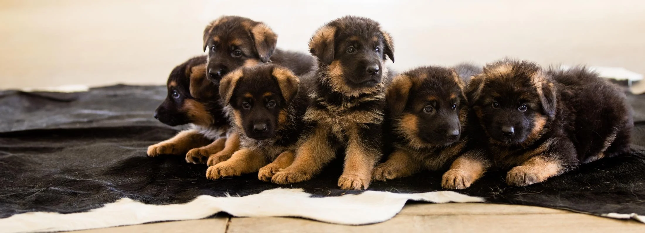 German Shepherd Puppies From Birth To 1 Year | Nadelhaus German Shepherds™