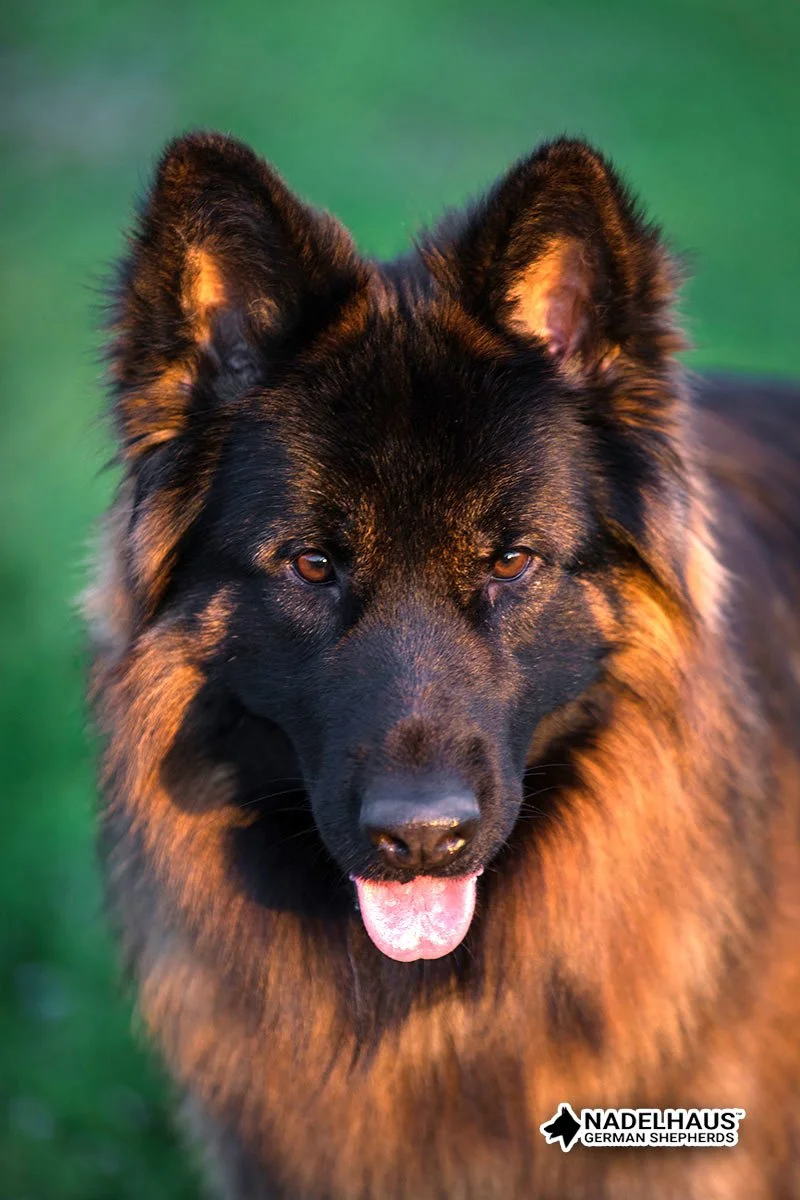 Long-Haired German Shepherd Dogs & Puppies (March 2024) | Nadelhaus ...