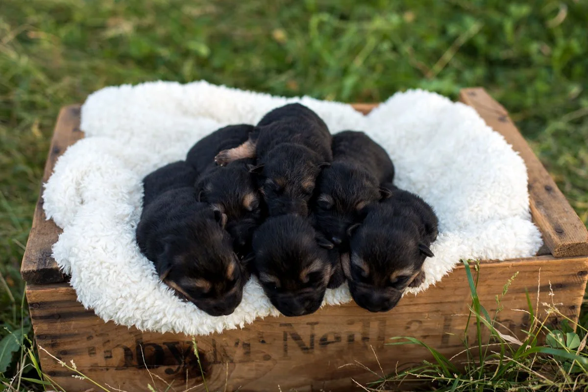 German Shepherd Puppies From Birth To 1 Year | Nadelhaus German Shepherds™