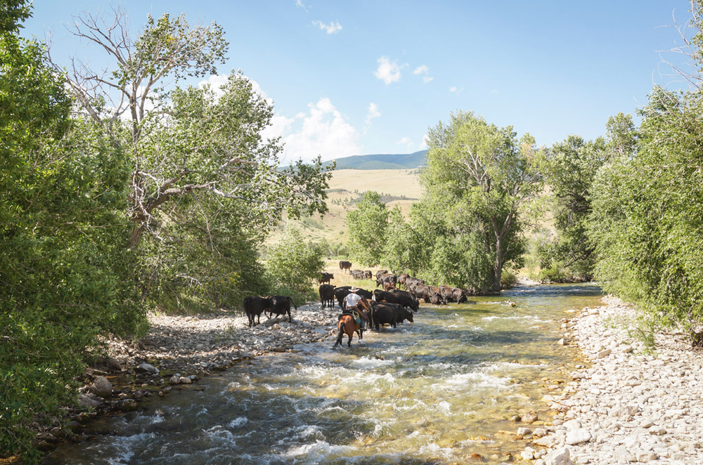 Double Rafter Cattle Drives