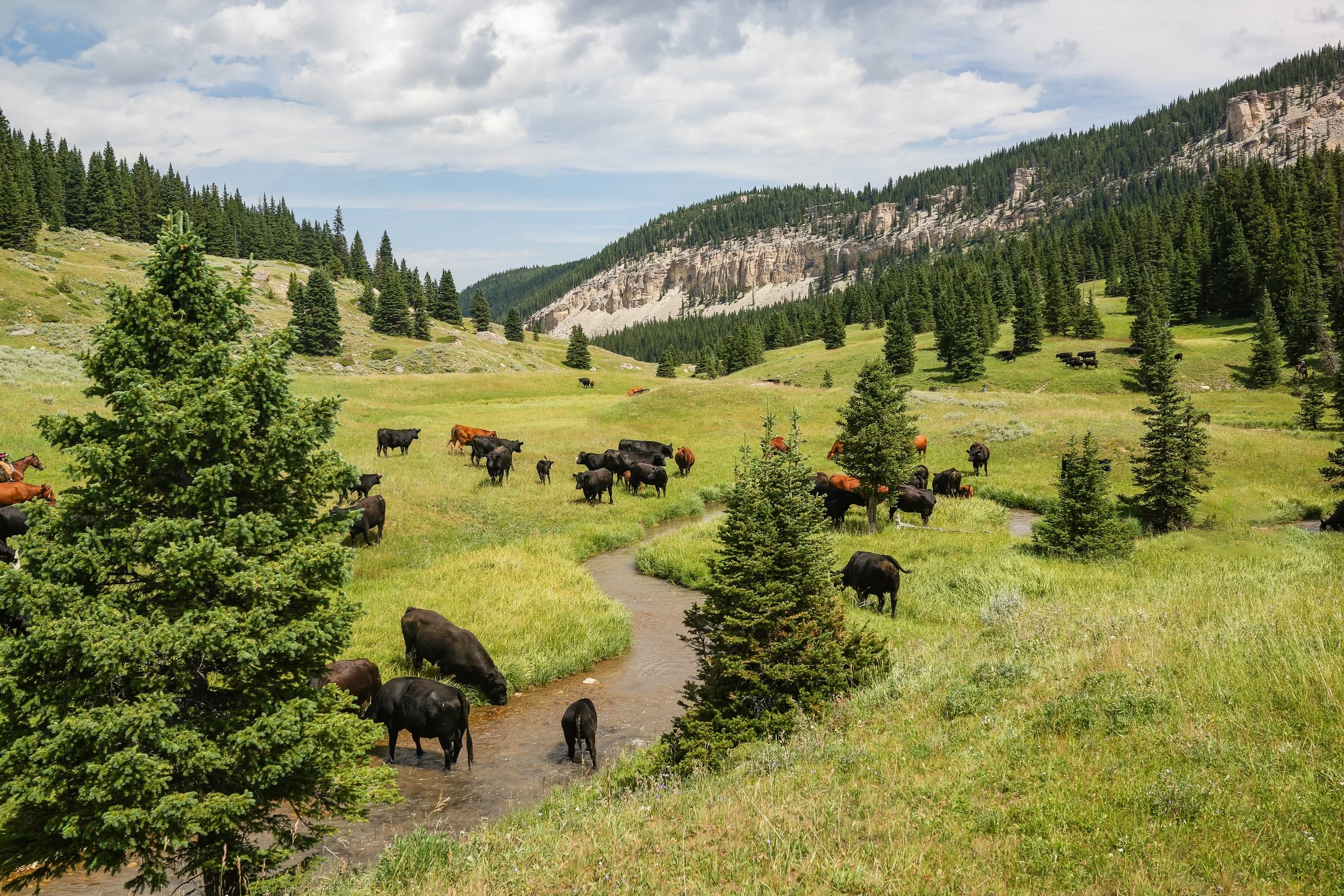Gallery — Double Rafter Cattle Drives