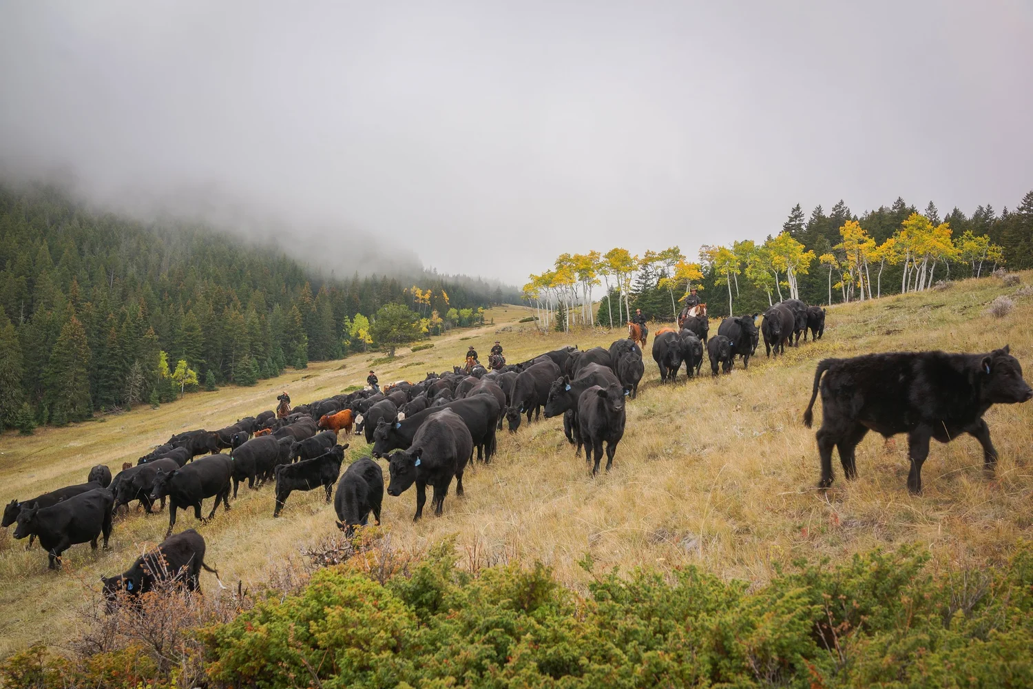 Gallery — Double Rafter Cattle Drives