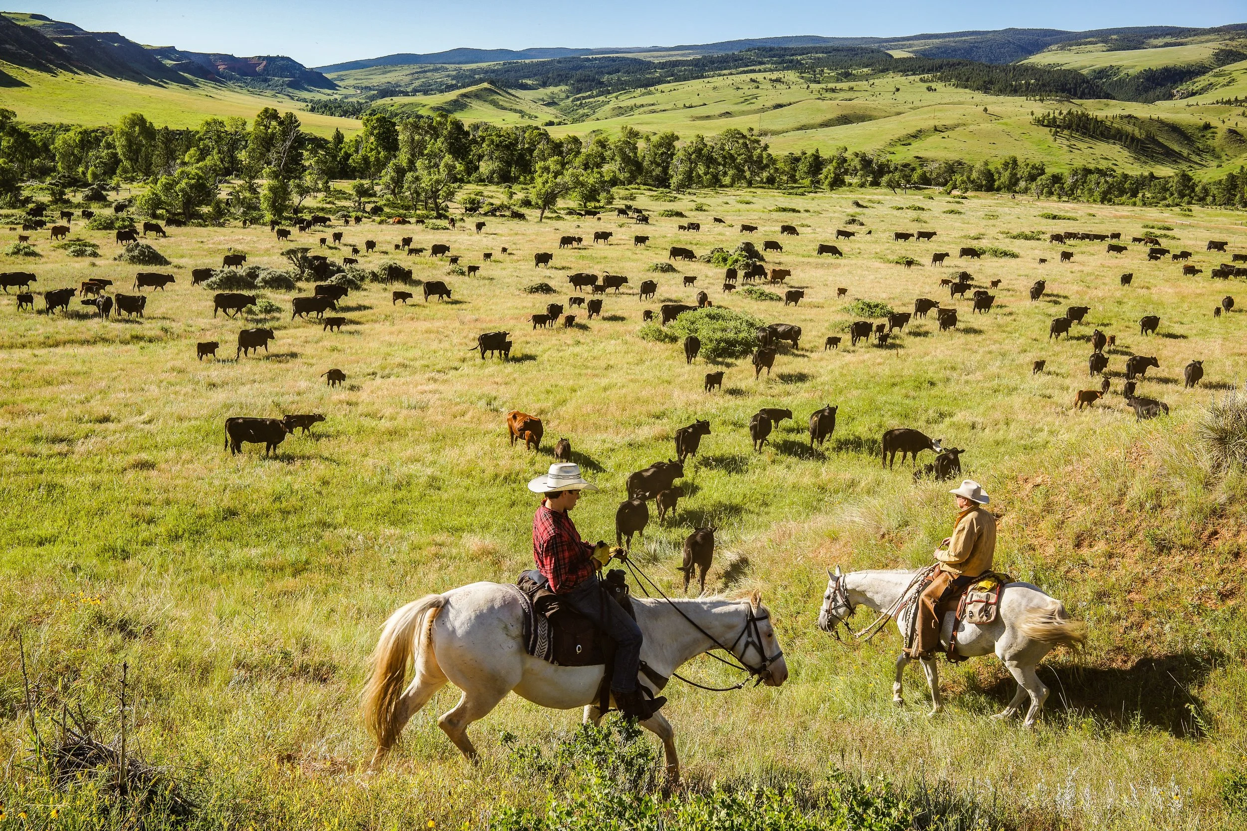 Double Rafter Cattle Drives