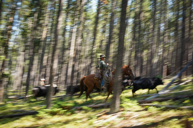 Gallery — Double Rafter Cattle Drives