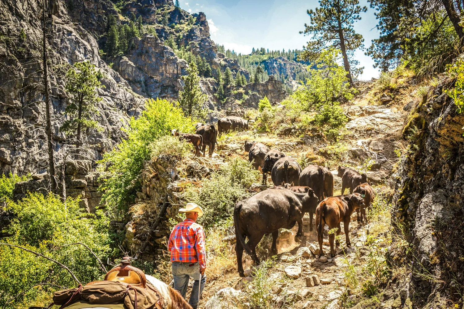Double Rafter Cattle Drives