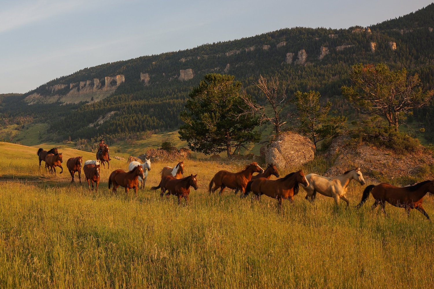 Gallery — Double Rafter Cattle Drives