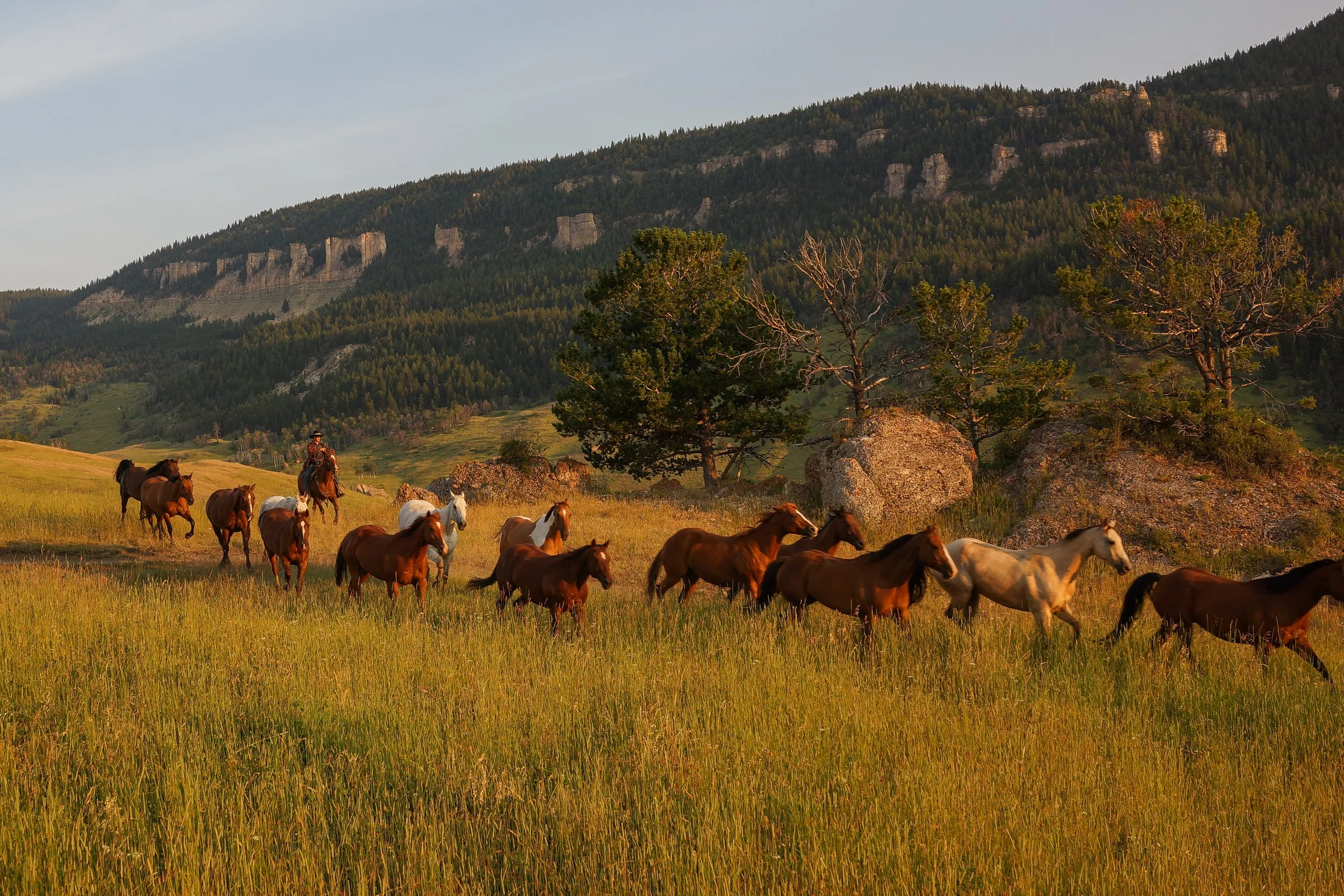 Gallery — Double Rafter Cattle Drives