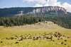 Double Rafter Cattle Drives
