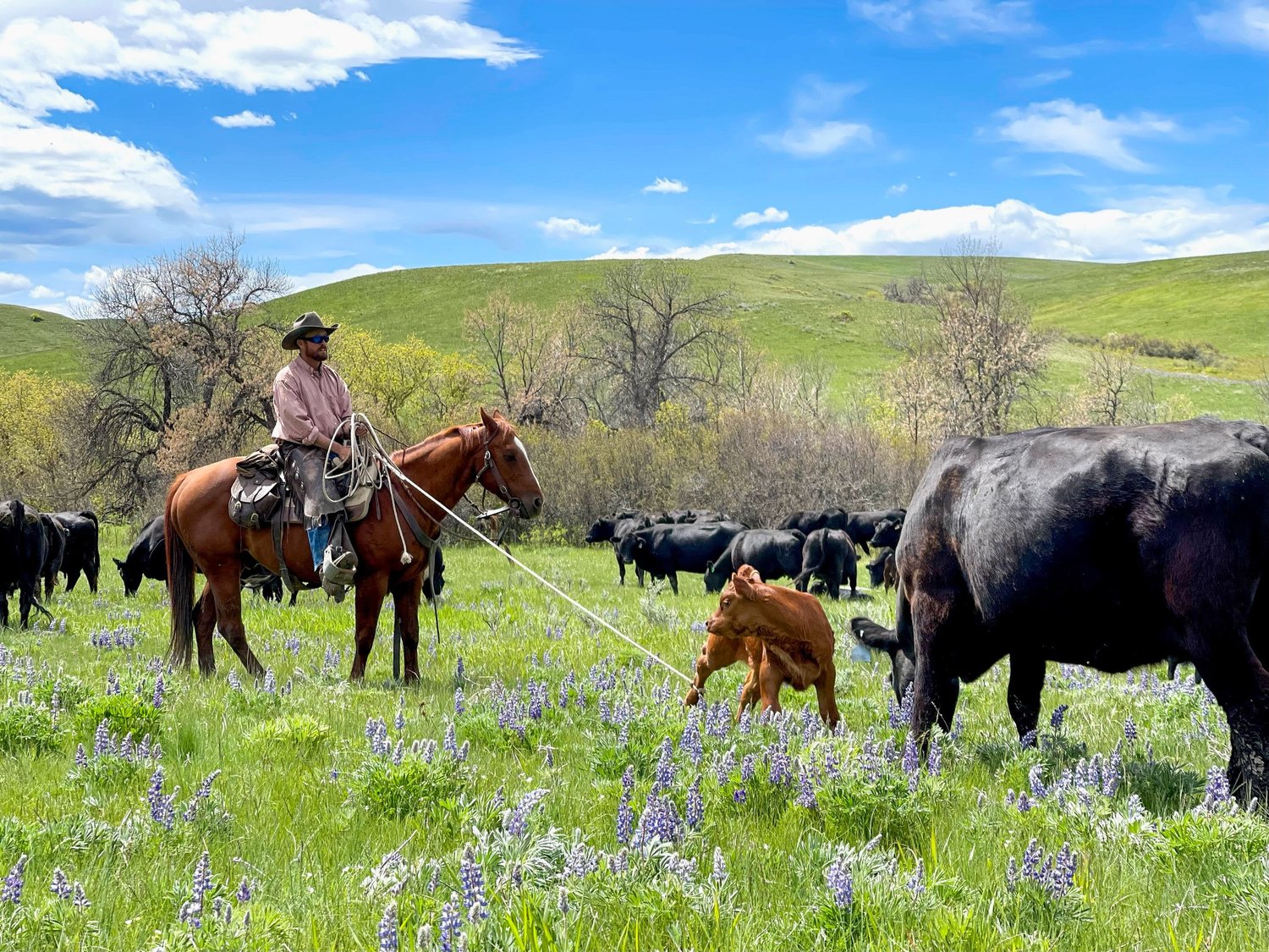 Cattle Drives — Double Rafter Cattle Drives