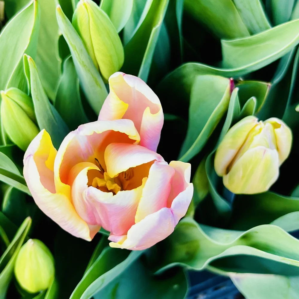 Bowker Creek Flower Farm