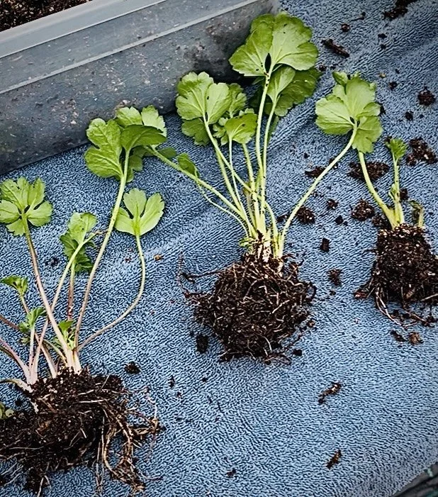 How to plant pre-sprouted ranunculus — Bowker Creek Flower Farm