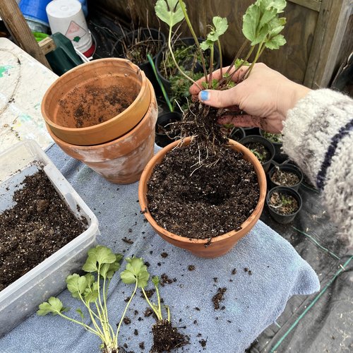 How to plant pre-sprouted ranunculus — Bowker Creek Flower Farm